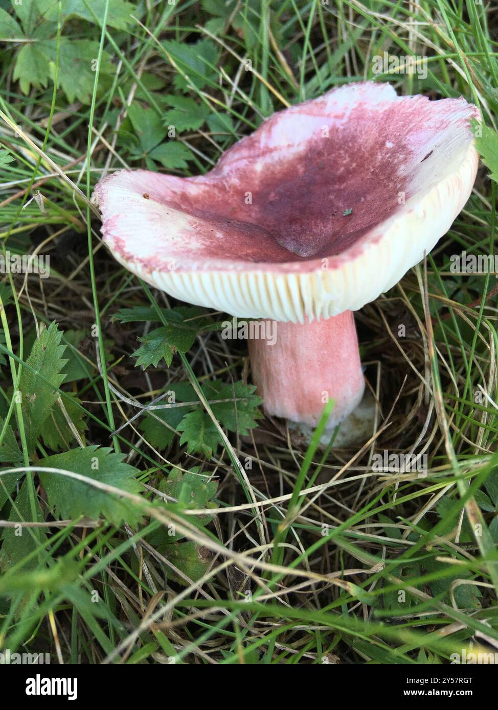 purple-bloom russula (Russula mariae) Fungi Stock Photo - Alamy