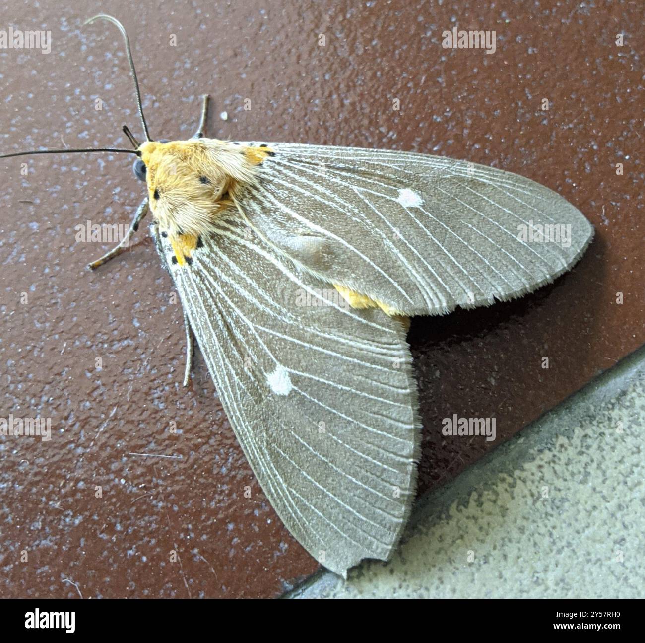 Tropical Tiger Moth (Asota caricae) Insecta Stock Photo - Alamy