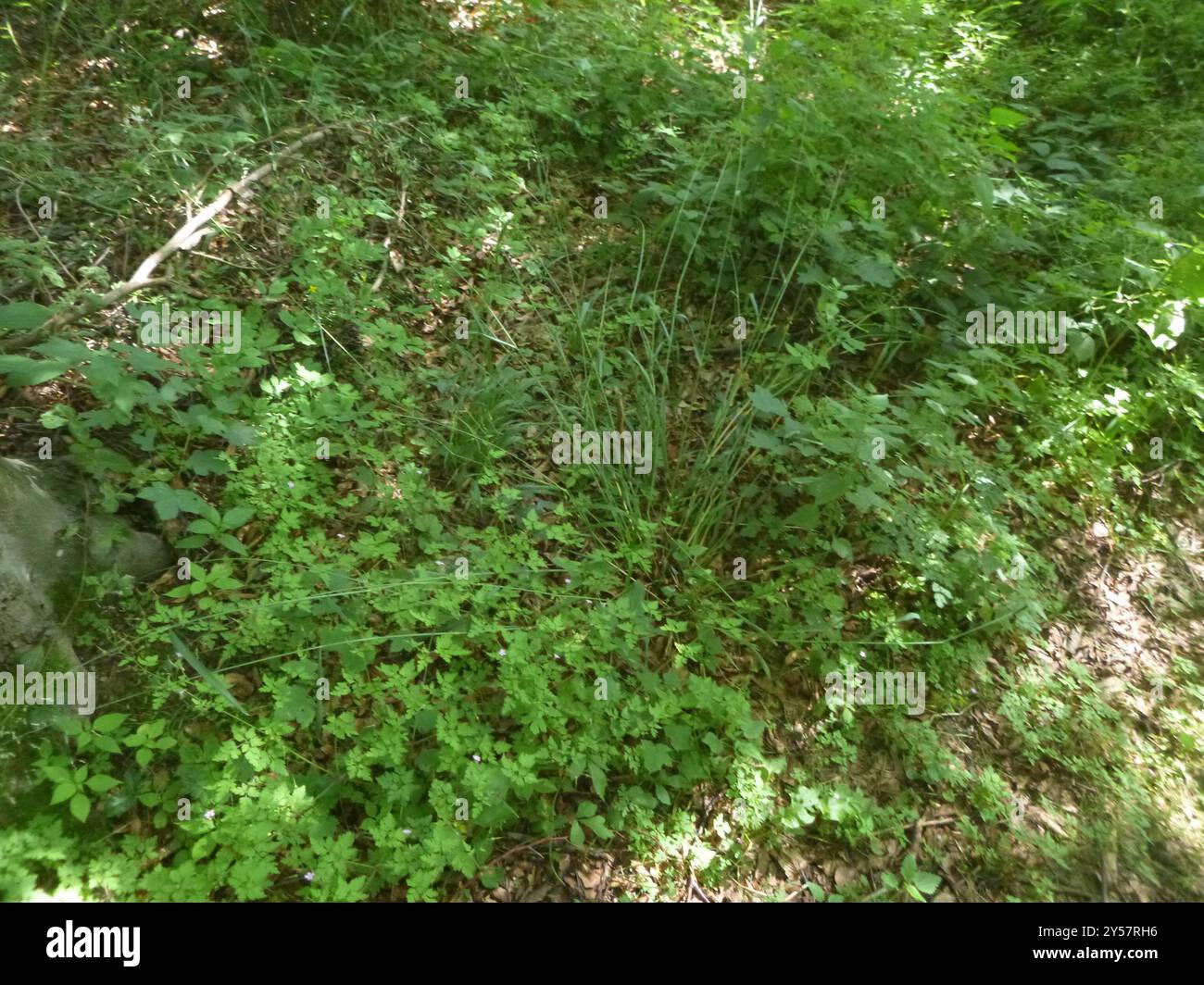 Wood Millet (Milium effusum) Plantae Stock Photo - Alamy