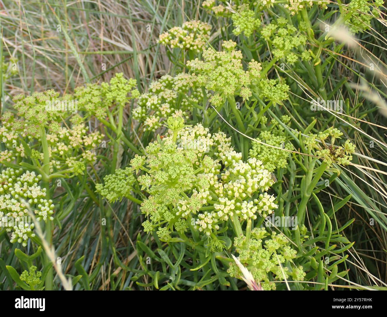 rock samphire (Crithmum maritimum) Plantae Stock Photo - Alamy