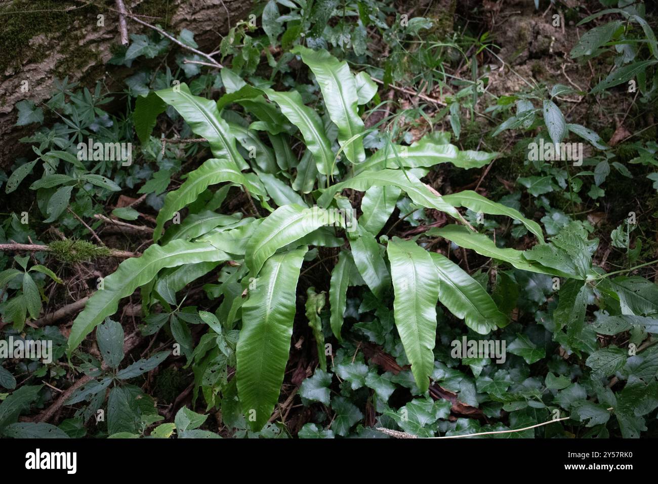 Hart's-tongue fern (Asplenium scolopendrium) Plantae Stock Photo - Alamy