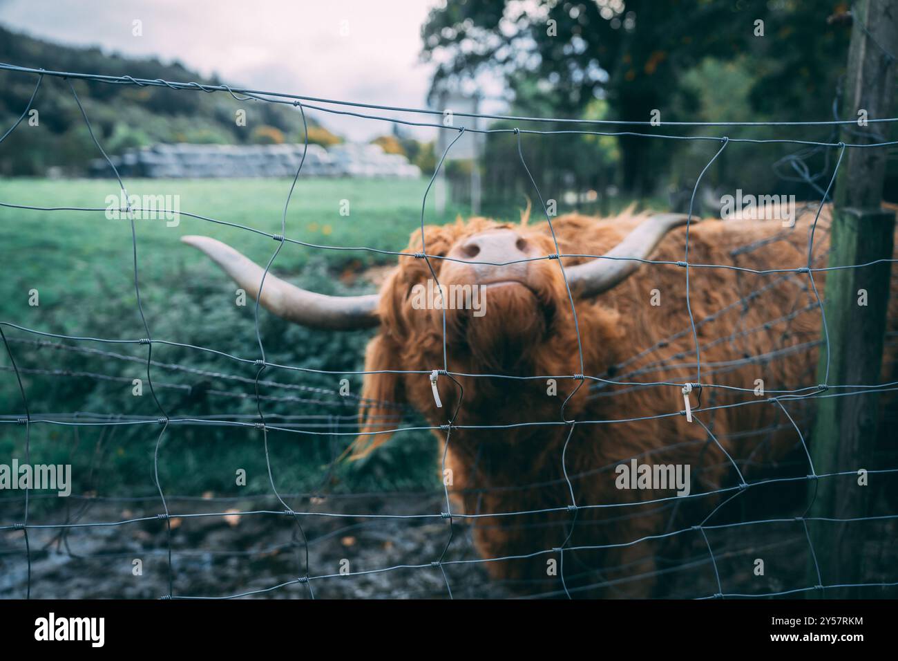 A red Scottish Highland Coo (cow) rubbing up against a wire fence ...