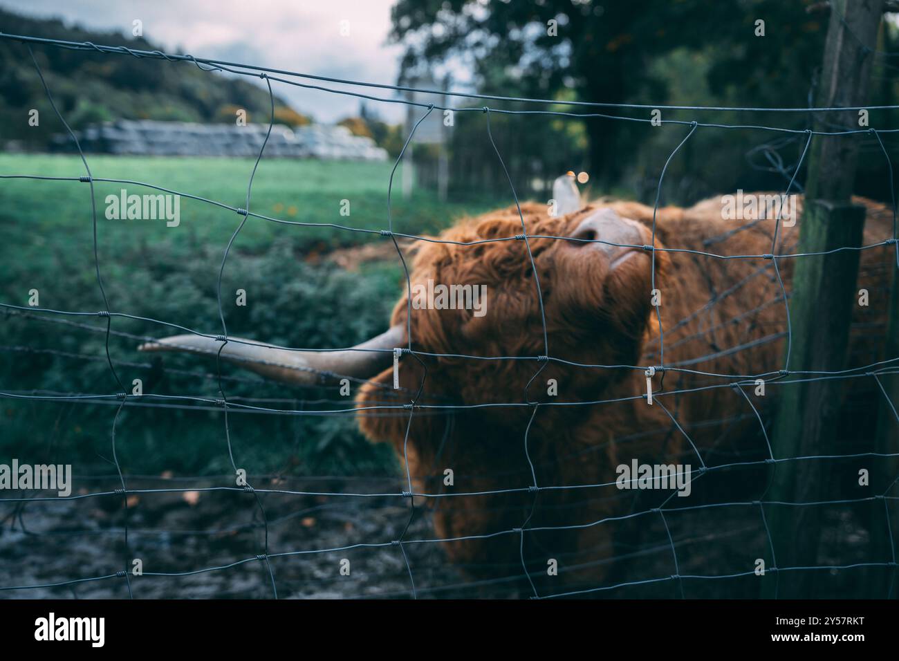A red Scottish Highland Coo (cow) rubbing up against a wire fence ...