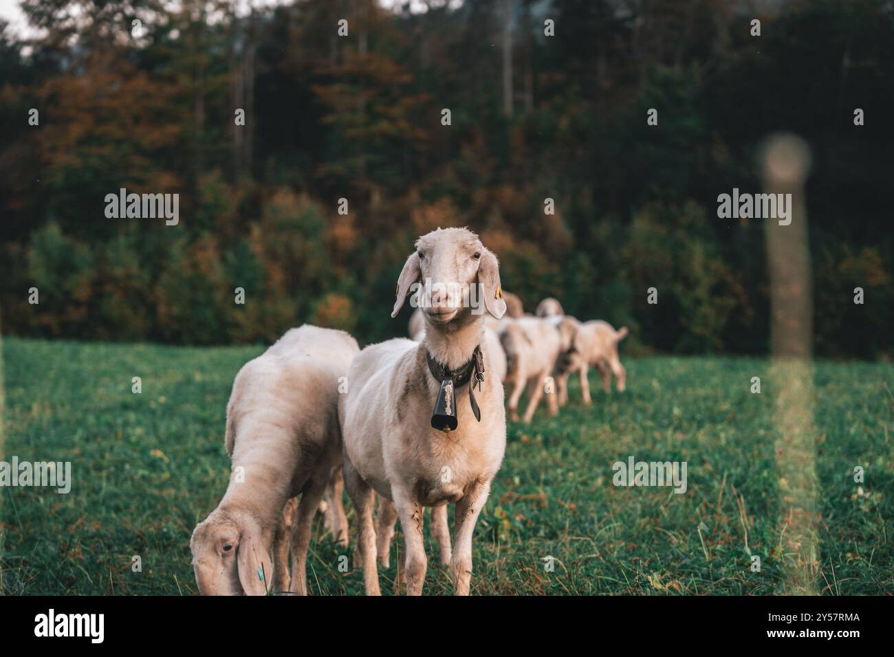 Two sheep in a green meadow in Bavaria, southern Germany. They're ...