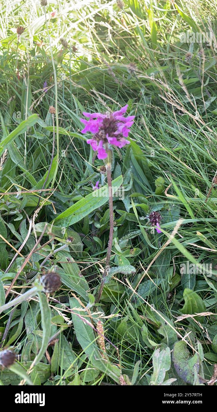 common hedge-nettle (Betonica officinalis) Plantae Stock Photo - Alamy