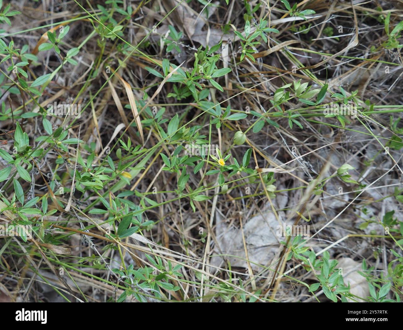 sidebeak pencilflower (Stylosanthes biflora) Plantae Stock Photo - Alamy
