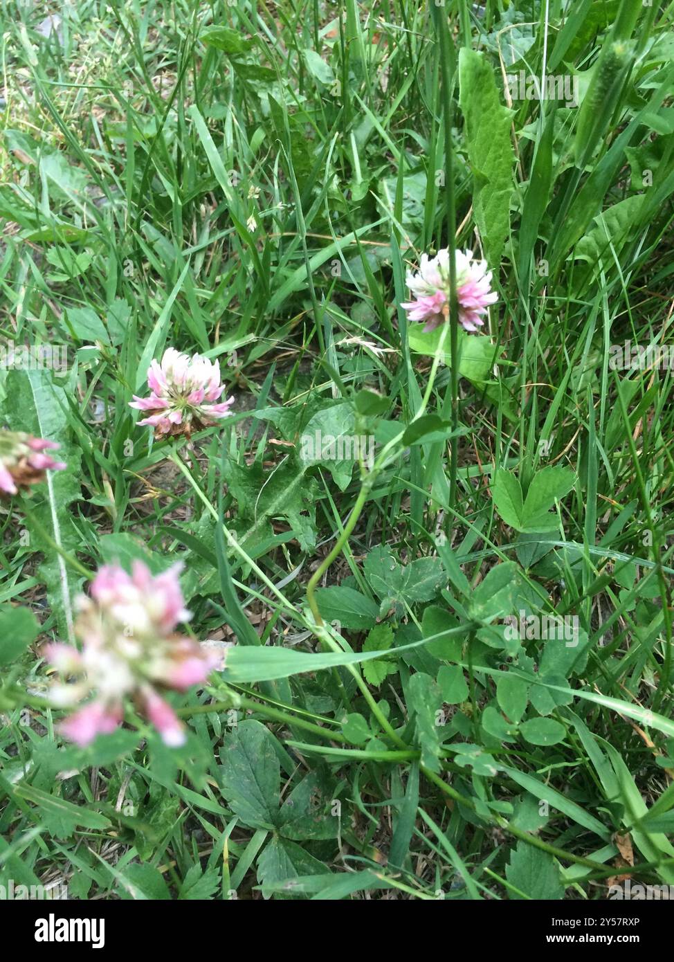 Alsike clover (Trifolium hybridum) Plantae Stock Photo - Alamy