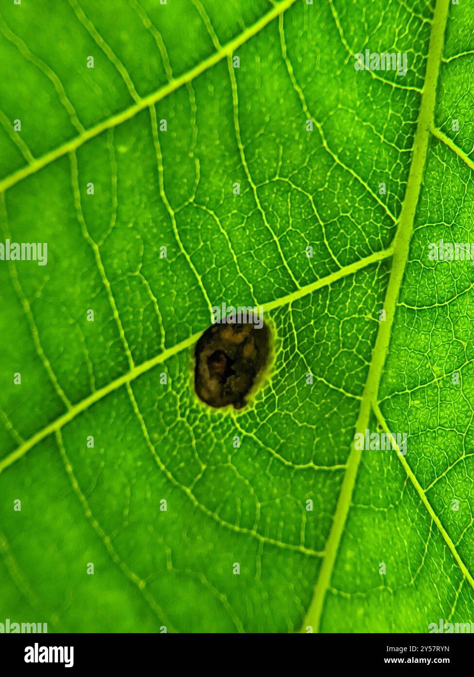 (Phylloxera caryaesemen) Insecta Stock Photo - Alamy