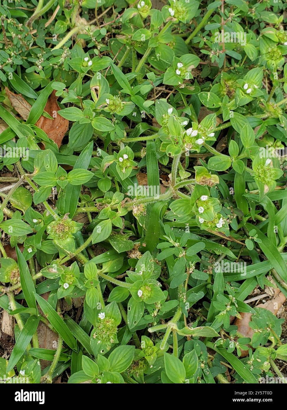 Florida Pusley (Richardia scabra) Plantae Stock Photo - Alamy