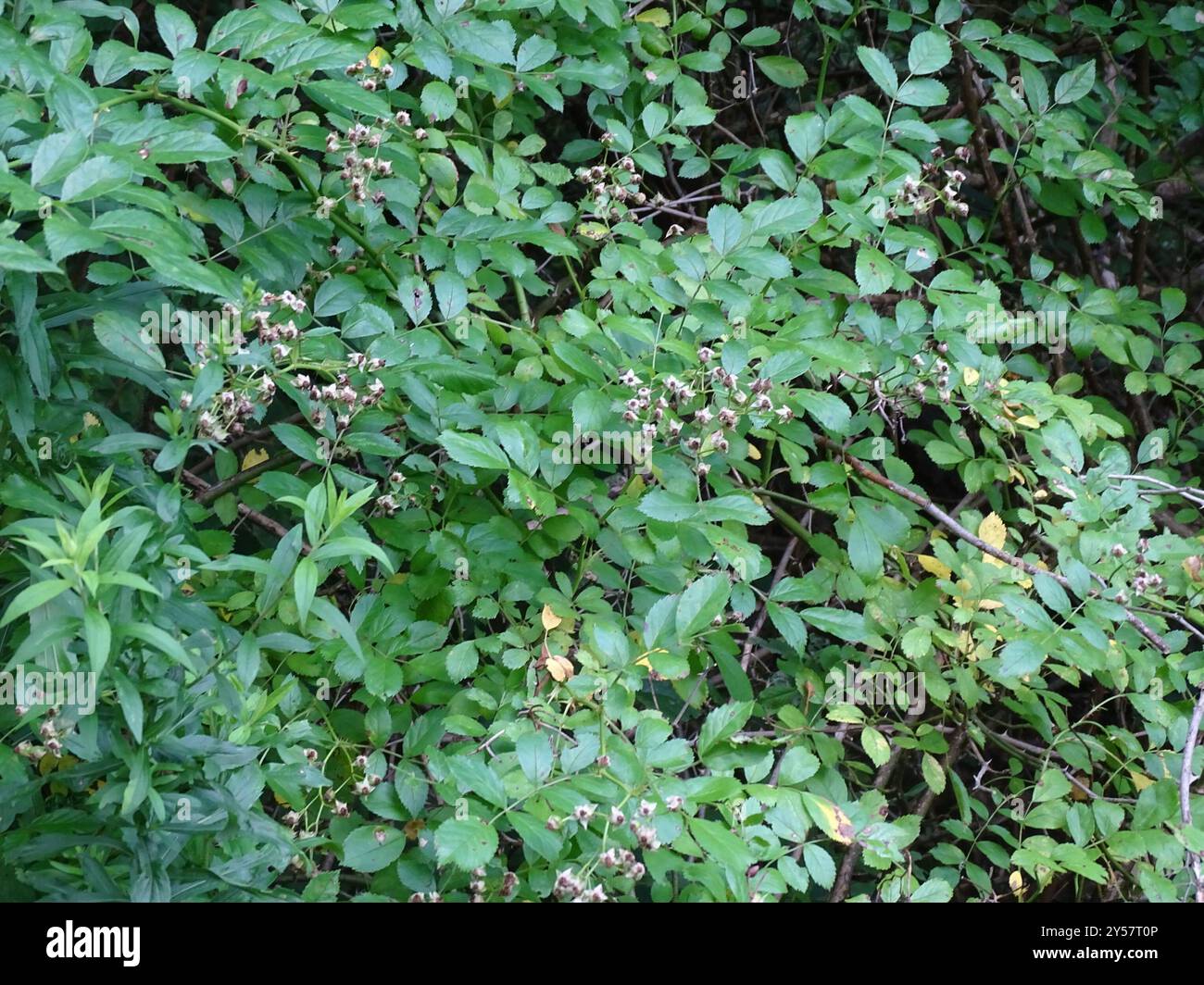 multiflora rose (Rosa multiflora) Plantae Stock Photo - Alamy