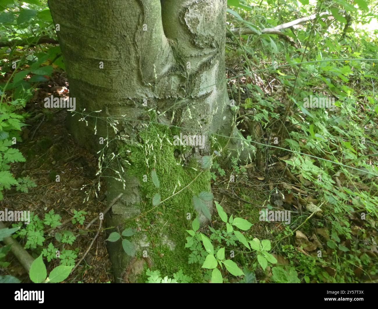Wood Millet (Milium effusum) Plantae Stock Photo - Alamy