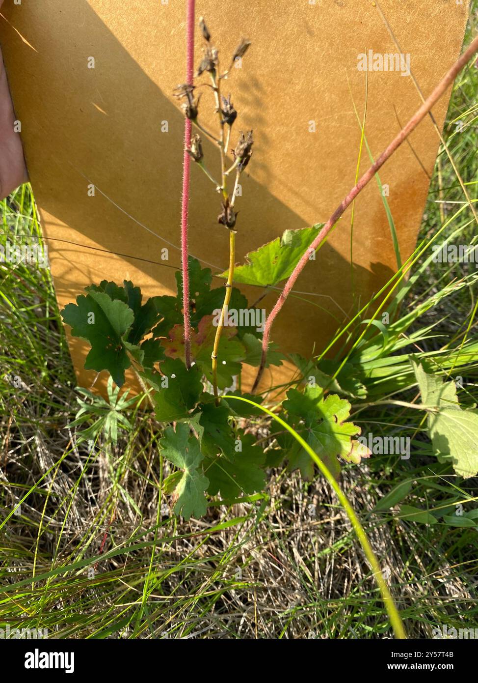 prairie alumroot (Heuchera richardsonii) Plantae Stock Photo - Alamy