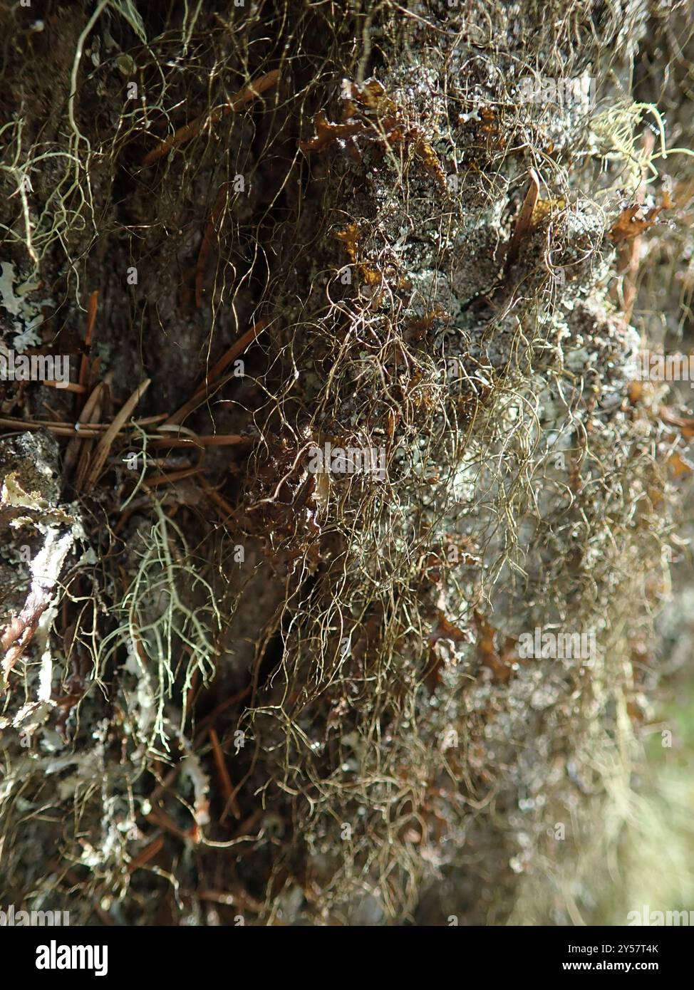 Pale-footed Horsehair Lichen (Bryoria fuscescens) Fungi Stock Photo - Alamy