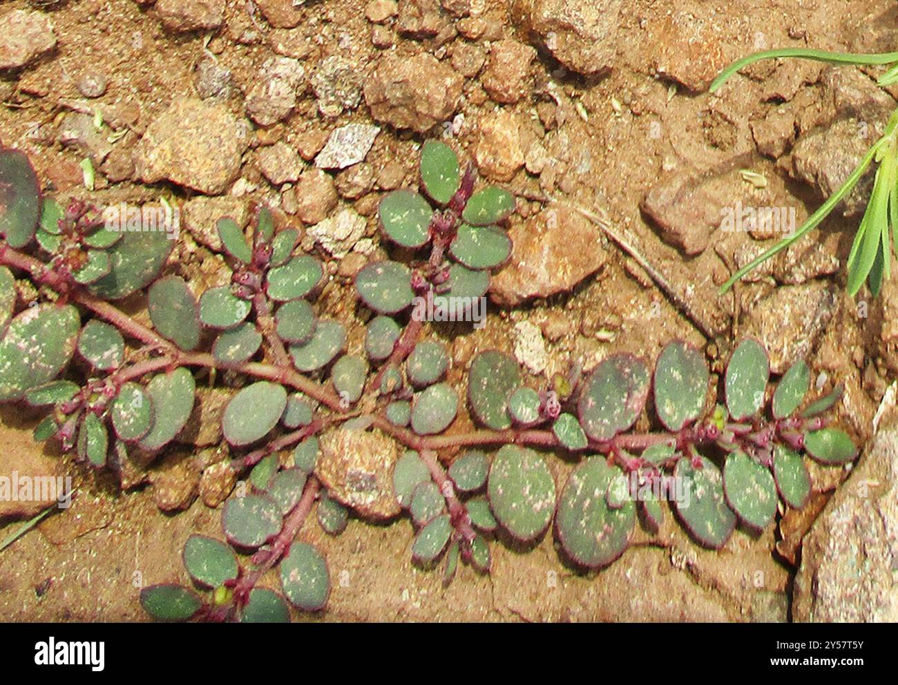 prostrate sandmat (Euphorbia prostrata) Plantae Stock Photo - Alamy