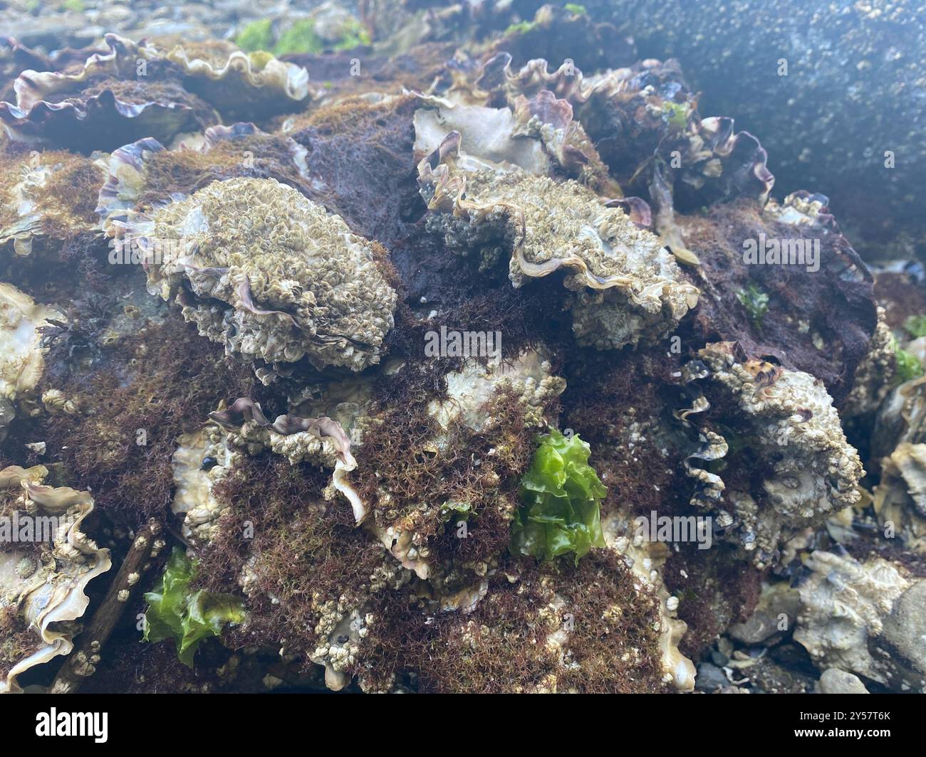 Pacific Oyster (Magallana gigas) Mollusca Stock Photo - Alamy