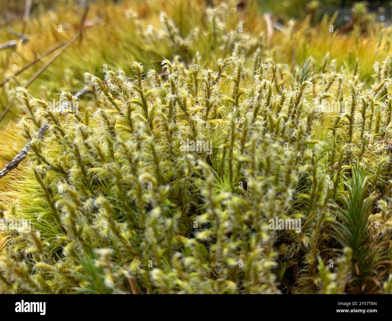 Woolly Fringe-moss (Racomitrium lanuginosum) Plantae Stock Photo - Alamy