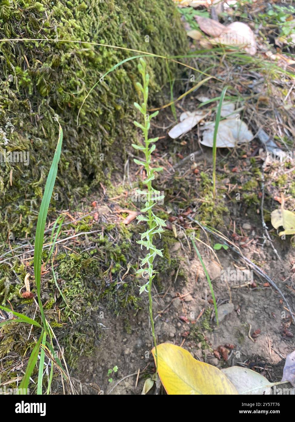 Flat Spurred Piperia (Platanthera transversa) Plantae Stock Photo - Alamy