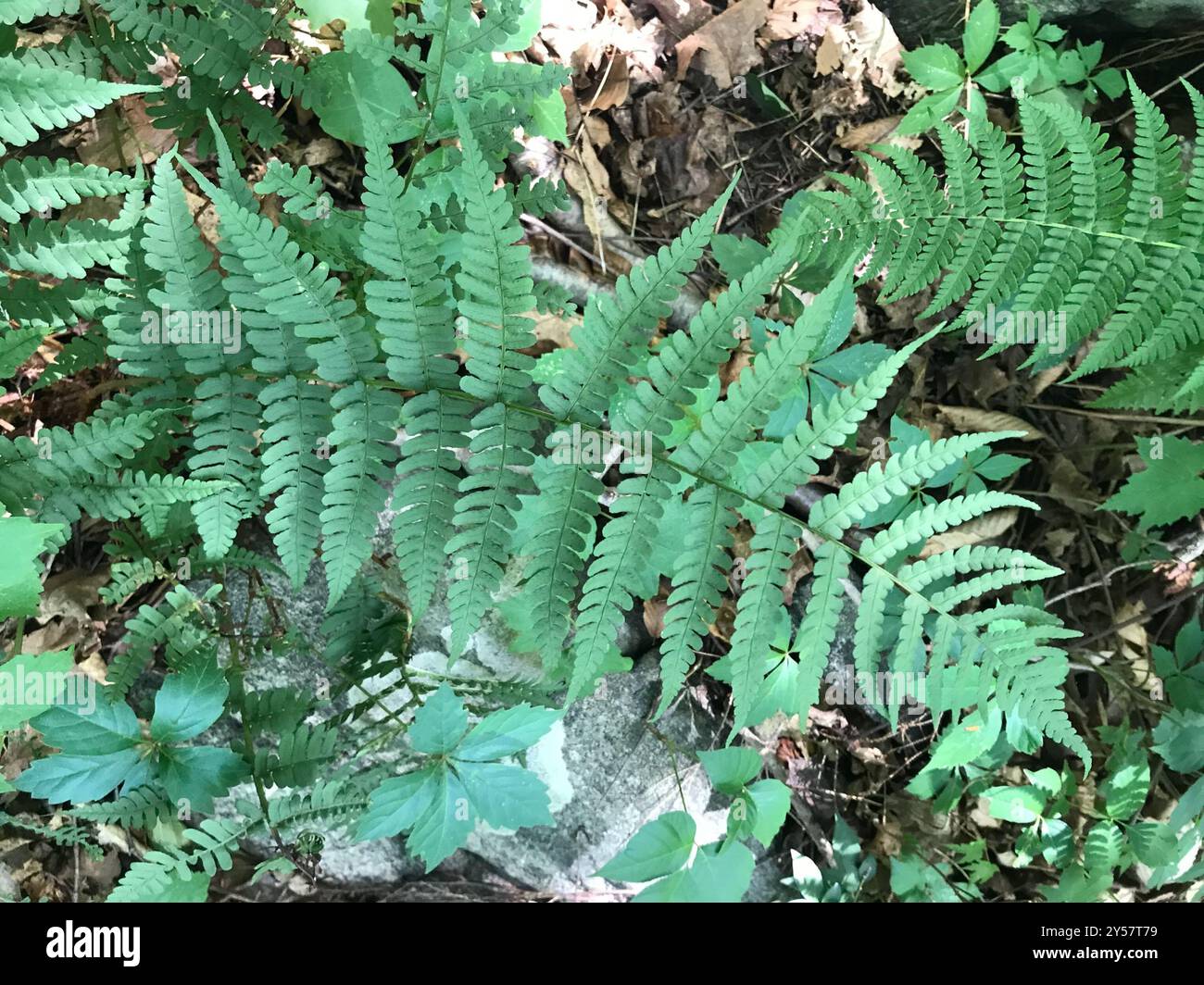 marginal wood fern (Dryopteris marginalis) Plantae Stock Photo - Alamy