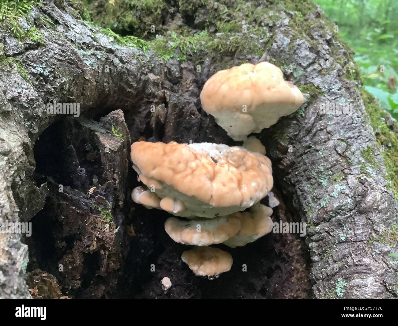 green cheese polypore (Fomitopsis spraguei) Fungi Stock Photo - Alamy