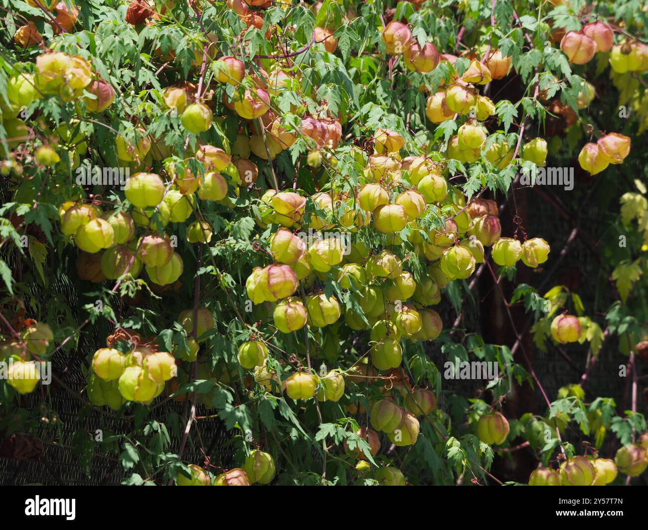 Lesser Balloon Vine (Cardiospermum halicacabum) Plantae Stock Photo - Alamy