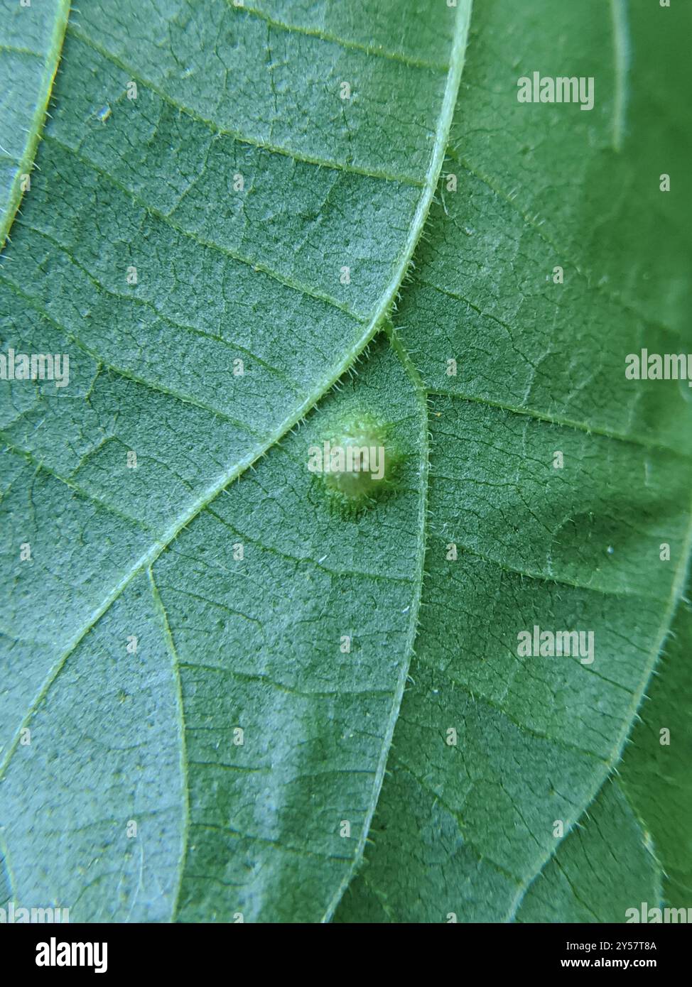 (Phylloxera caryaesemen) Insecta Stock Photo - Alamy
