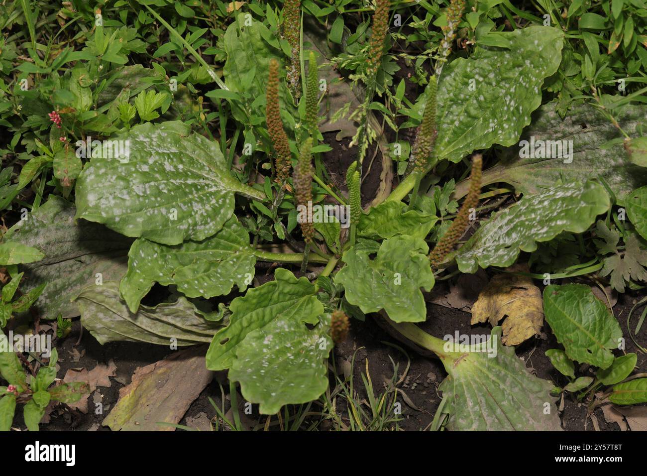 greater plantain (Plantago major) Plantae Stock Photo - Alamy