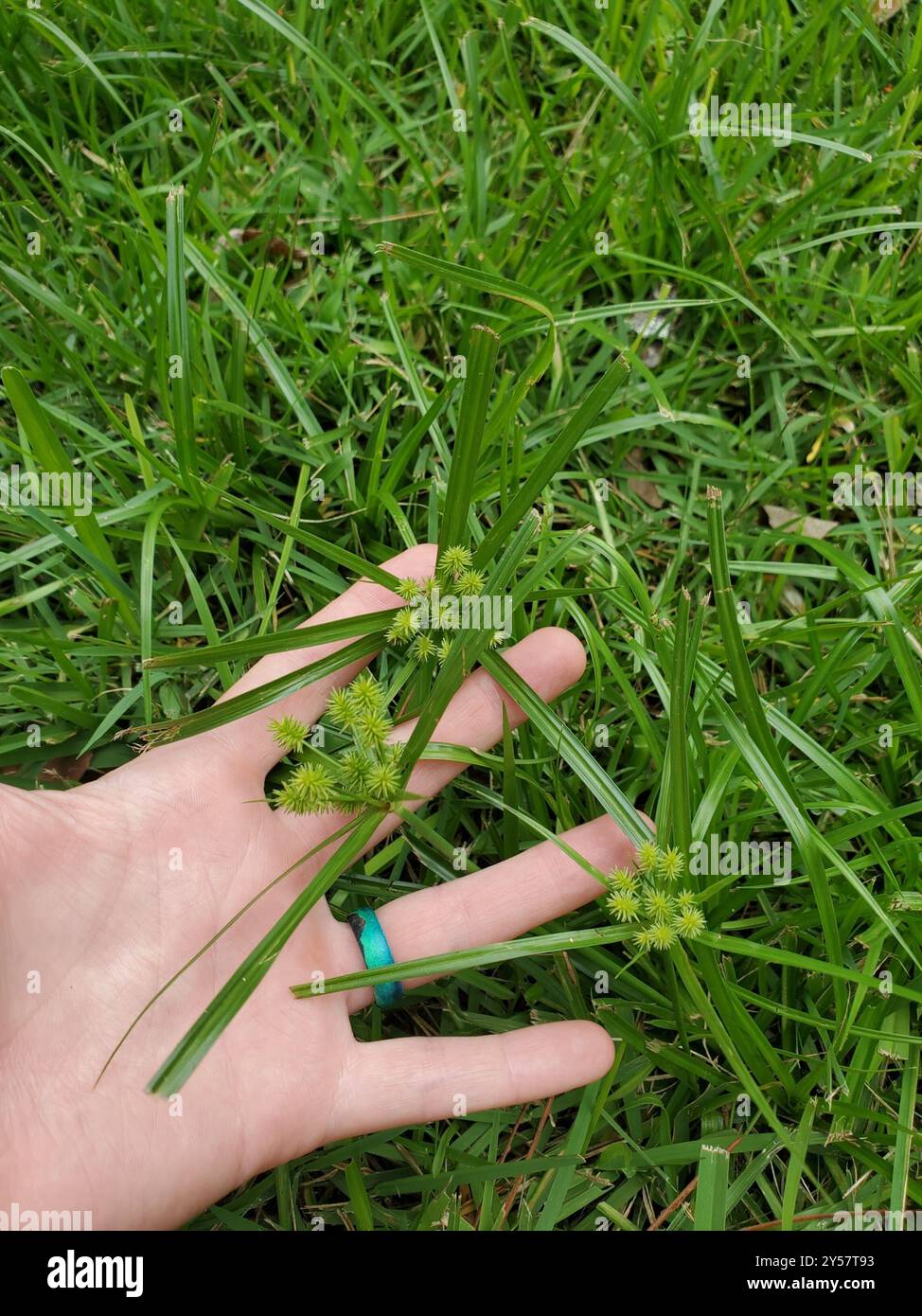 Baldwin's Flatsedge (Cyperus croceus) Plantae Stock Photo - Alamy