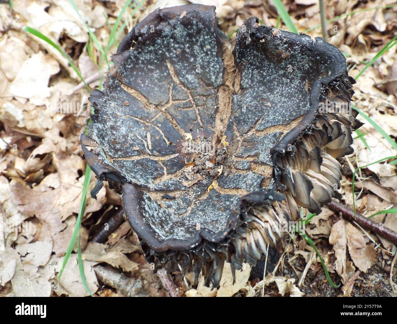 Blackening Brittlegill (Russula nigricans) Fungi Stock Photo - Alamy