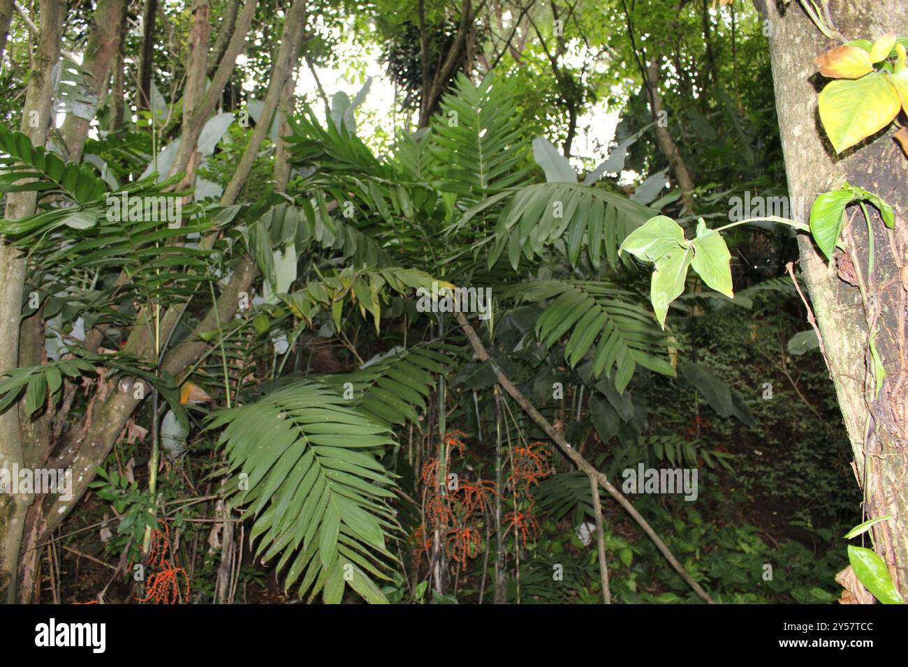 pacaya palm (Chamaedorea tepejilote) Plantae Stock Photo - Alamy
