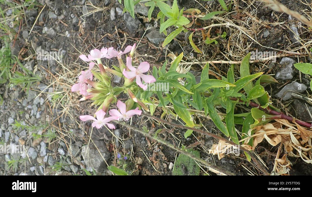 common soapwort (Saponaria officinalis) Plantae Stock Photo - Alamy