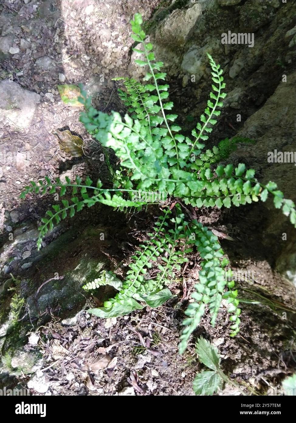 green spleenwort (Asplenium viride) Plantae Stock Photo - Alamy