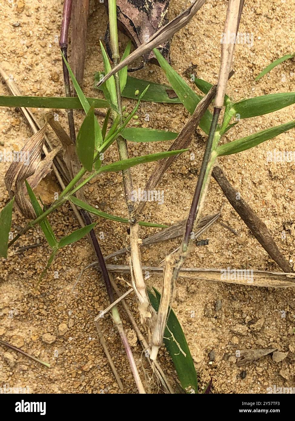 Rough Panicgrass (Dichanthelium leucothrix) Plantae Stock Photo - Alamy