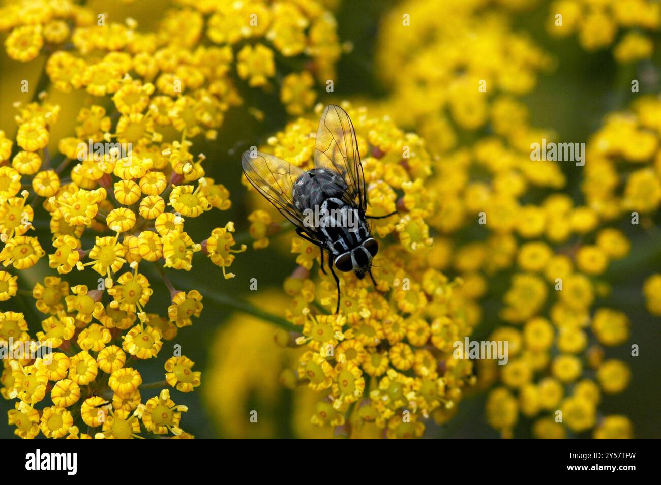 (Graphomya maculata) Insecta Stock Photo - Alamy