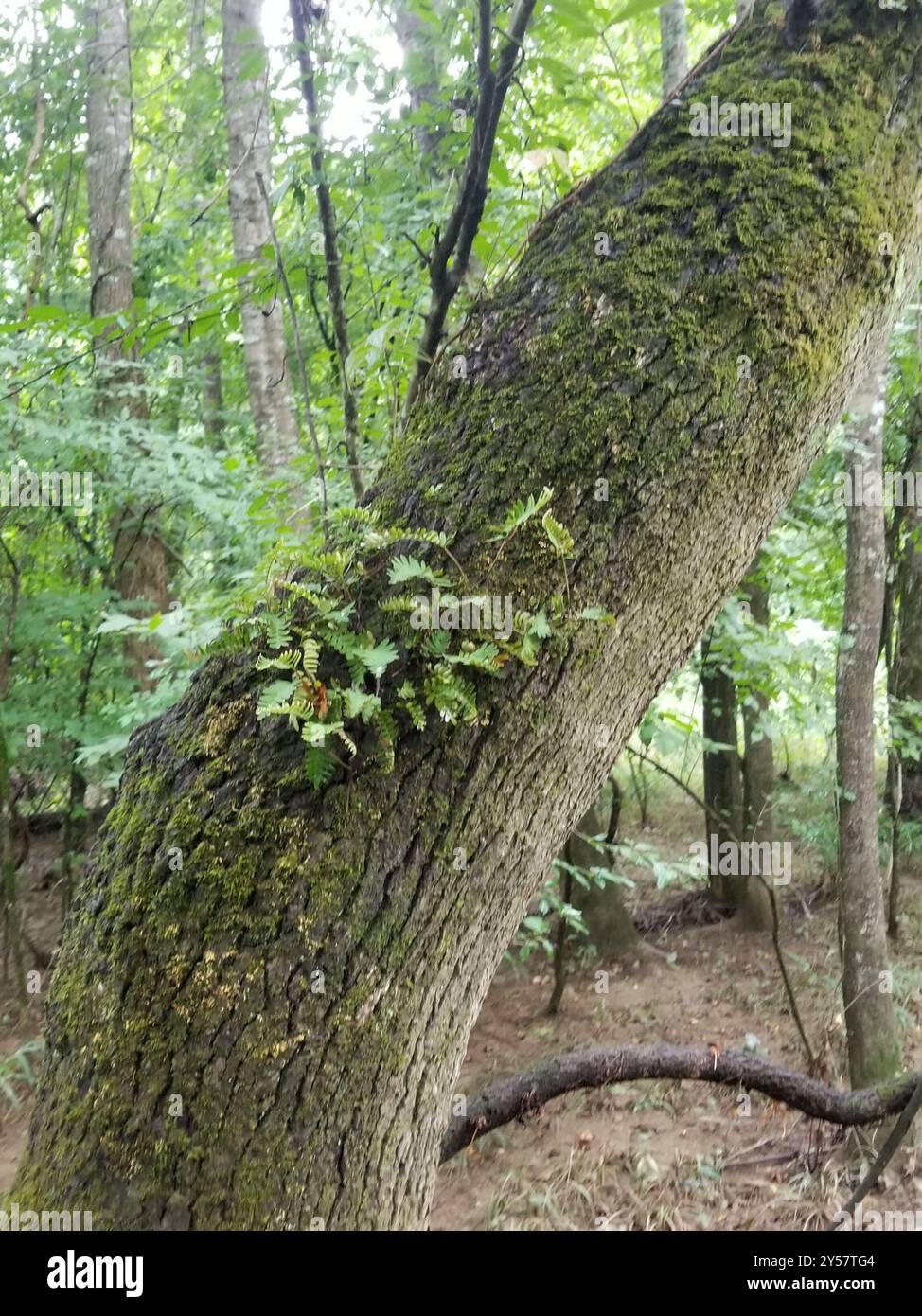 resurrection fern (Pleopeltis michauxiana) Plantae Stock Photo - Alamy