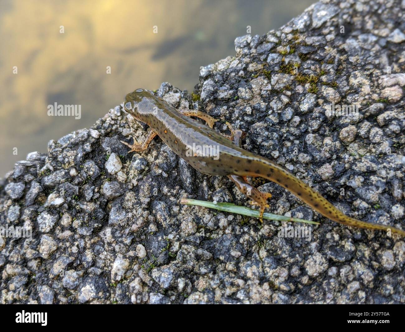 Eastern Newt (Notophthalmus viridescens) Amphibia Stock Photo - Alamy