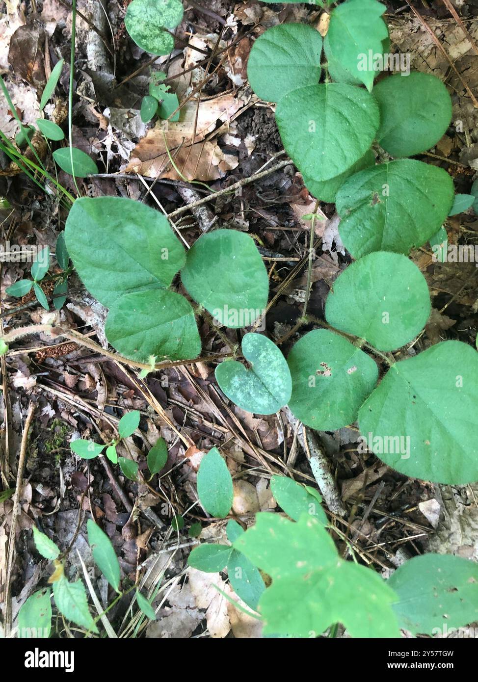 Round-leaved Trailing Tick-trefoil (Desmodium rotundifolium) Plantae ...
