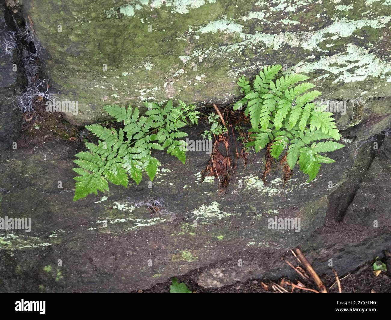 spinulose wood fern (Dryopteris carthusiana) Plantae Stock Photo - Alamy