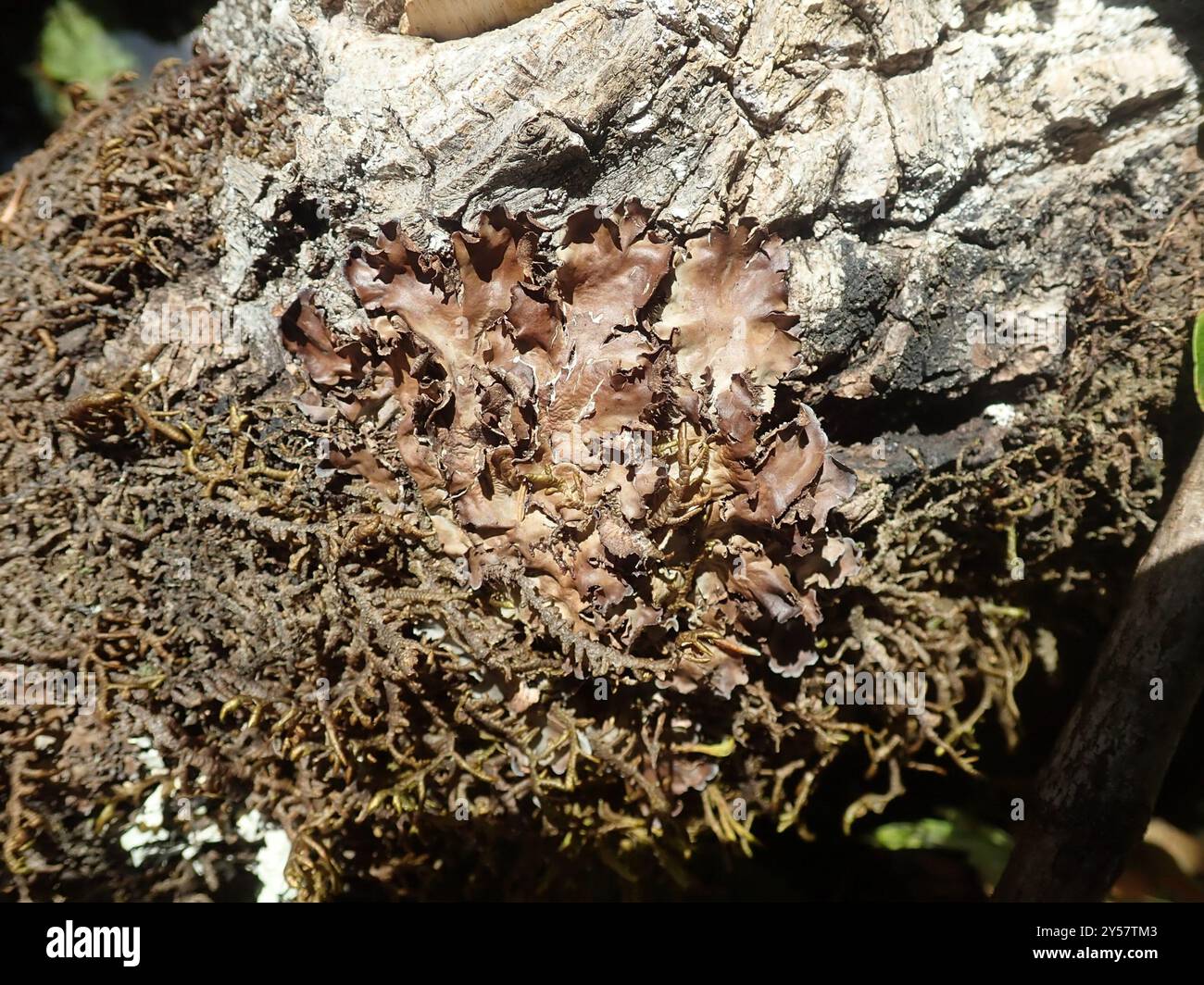 tree pelt lichen (Peltigera collina) Fungi Stock Photo - Alamy