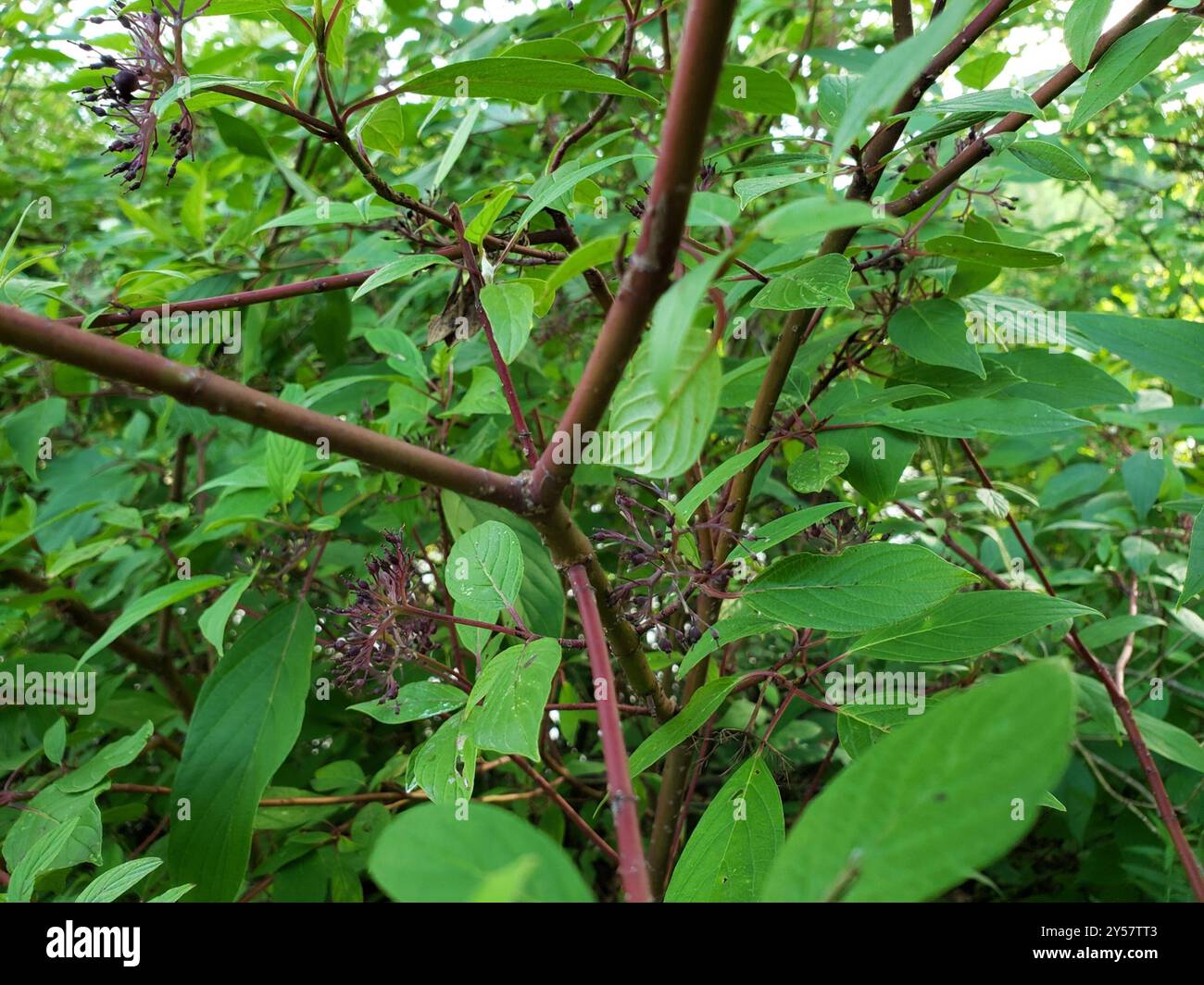 red osier dogwood (Cornus sericea) Plantae Stock Photo - Alamy
