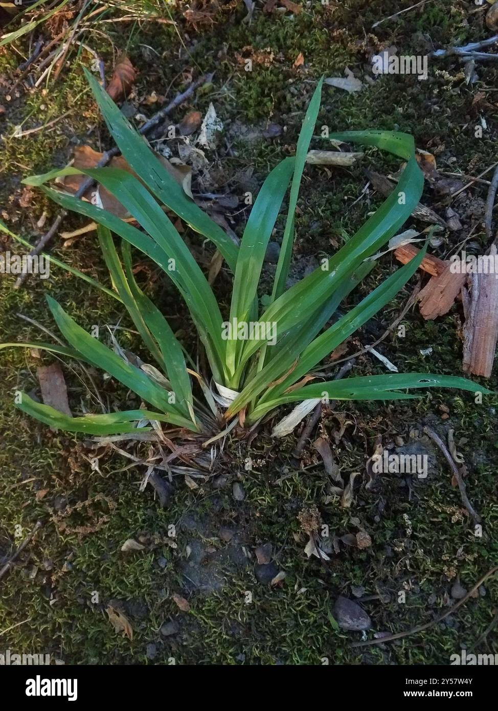 White Bear Sedge (Carex albursina) Plantae Stock Photo - Alamy