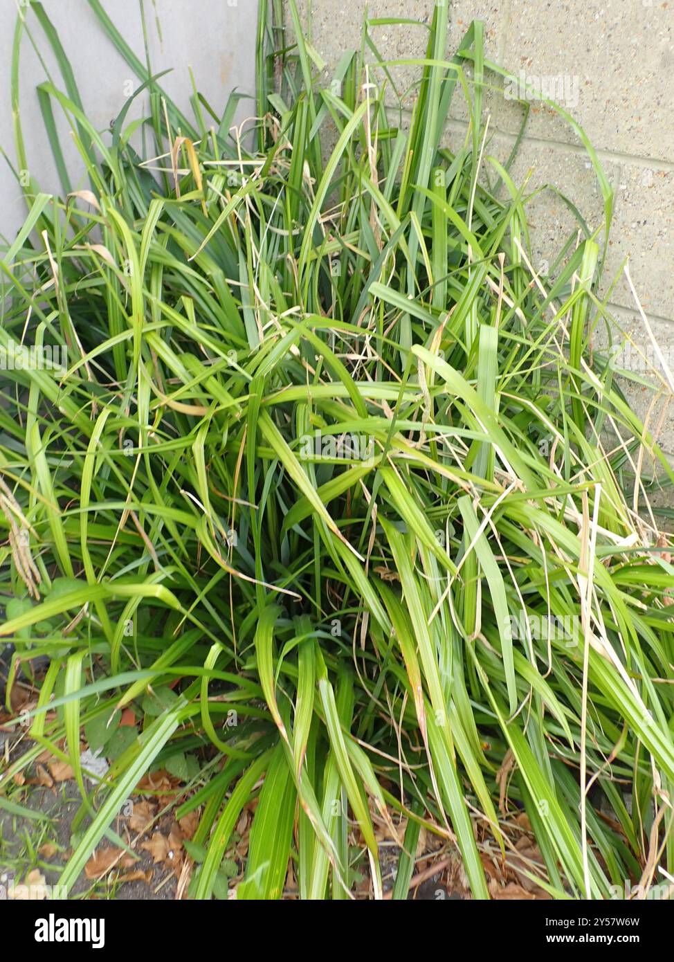 Hanging sedge (Carex pendula) Plantae Stock Photo - Alamy