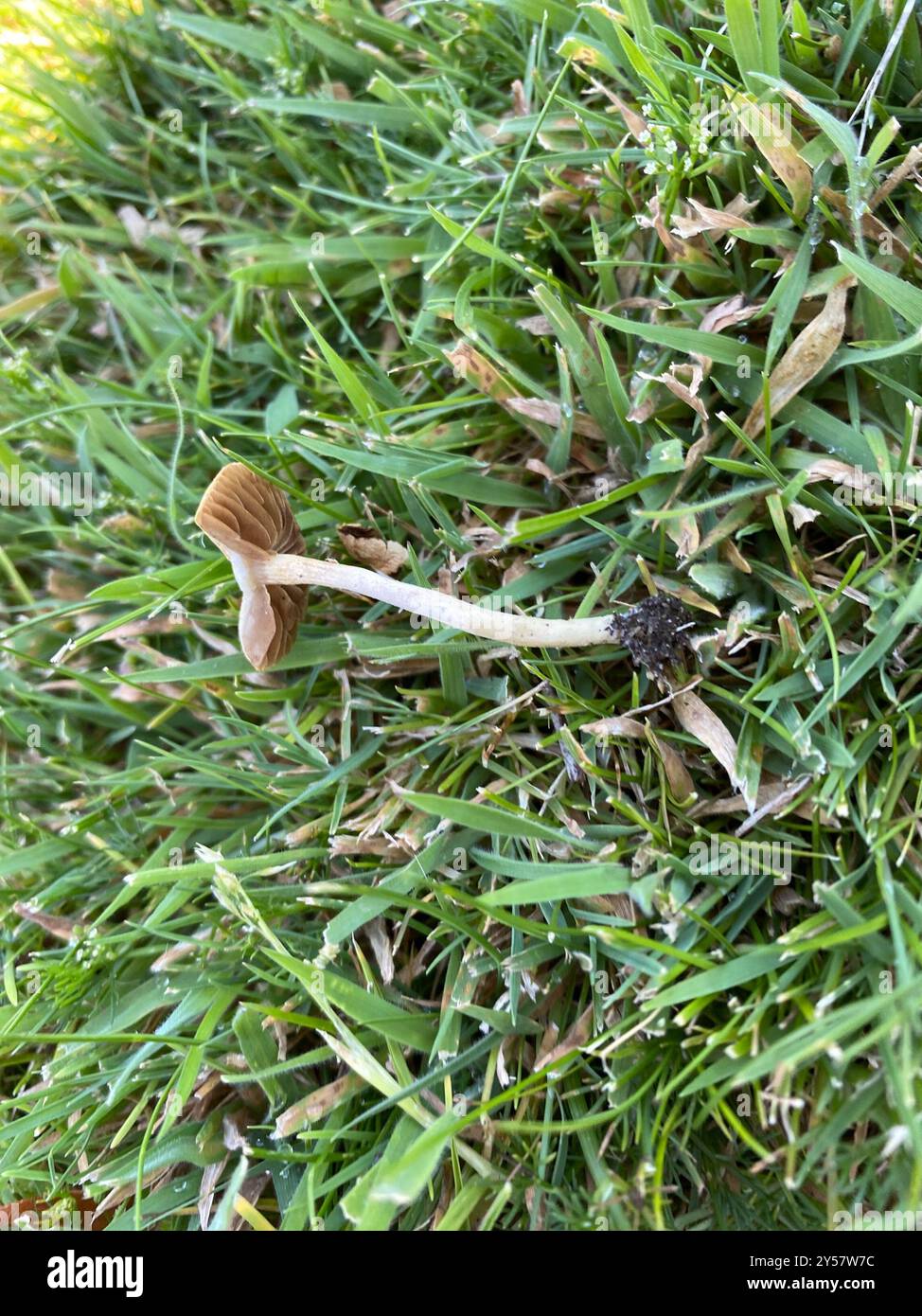 Common Fieldcap (Agrocybe pediades) Fungi Stock Photo - Alamy