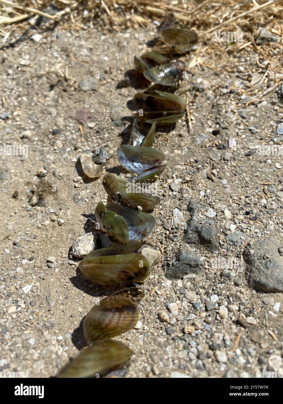 Asian Date Mussel (Arcuatula senhousia) Mollusca Stock Photo - Alamy