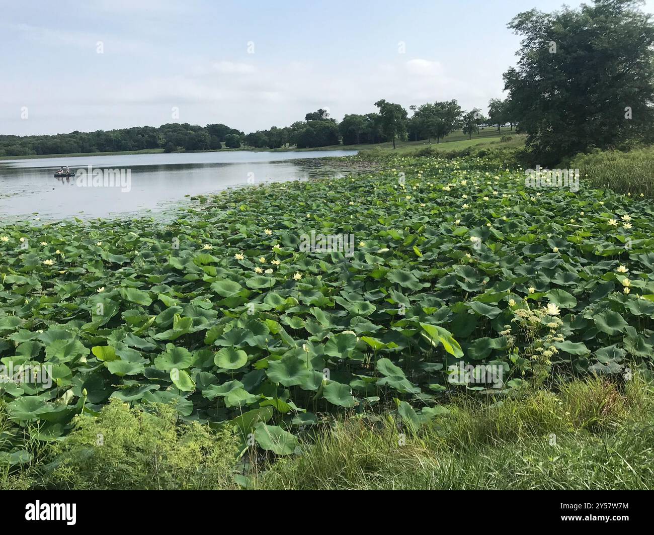 American lotus (Nelumbo lutea) Plantae Stock Photo - Alamy