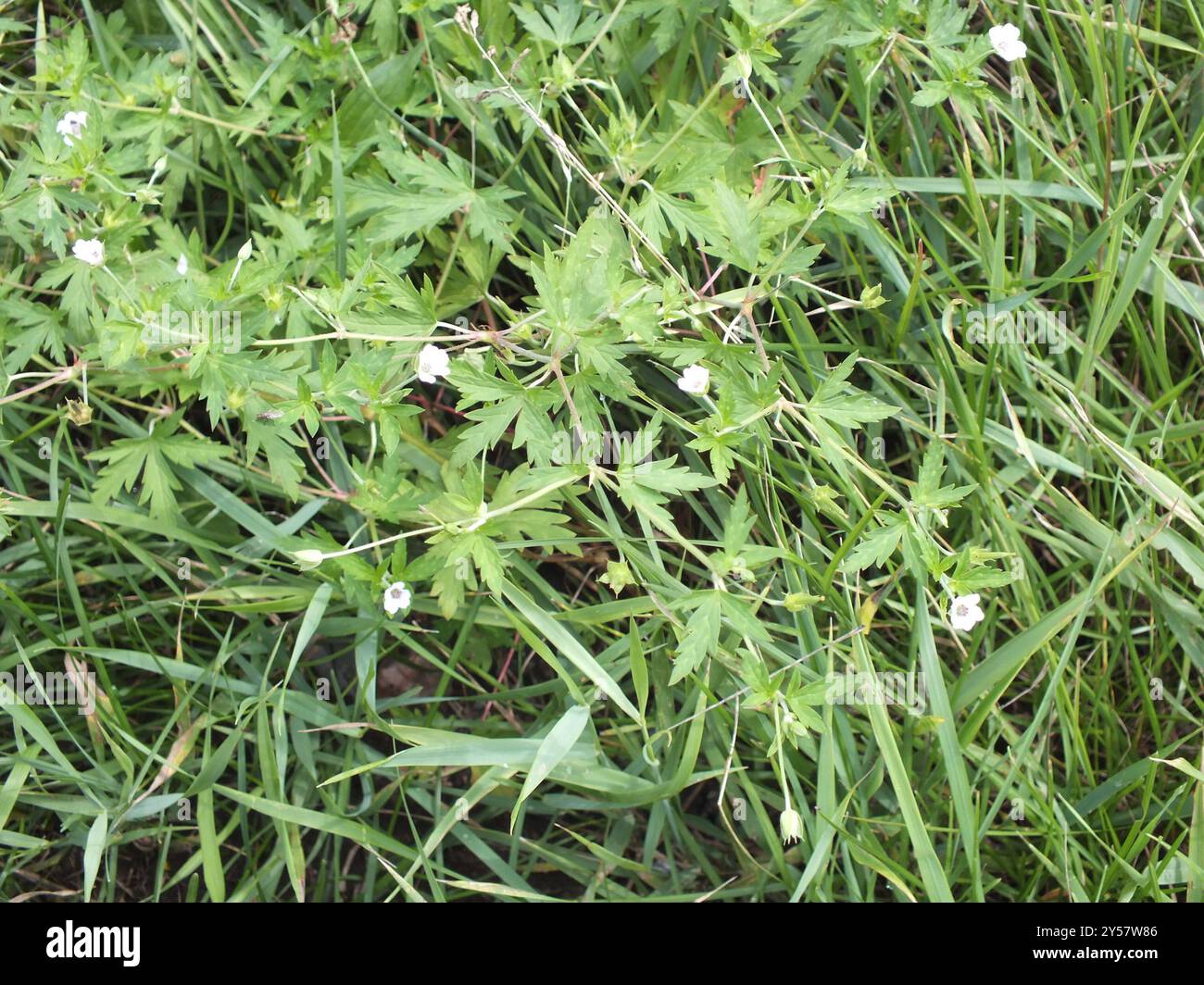 Siberian Crane's-bill (Geranium sibiricum) Plantae Stock Photo - Alamy