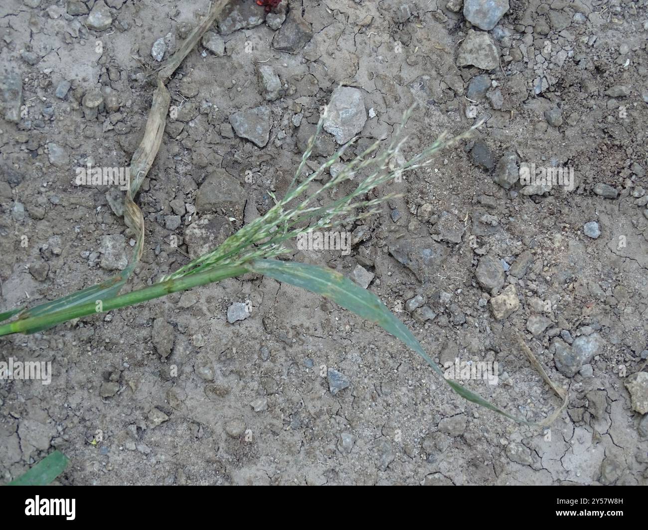 smooth crabgrass (Digitaria ischaemum) Plantae Stock Photo - Alamy