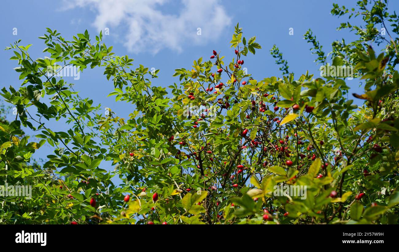 Red and orange bush hi-res stock photography and images - Alamy