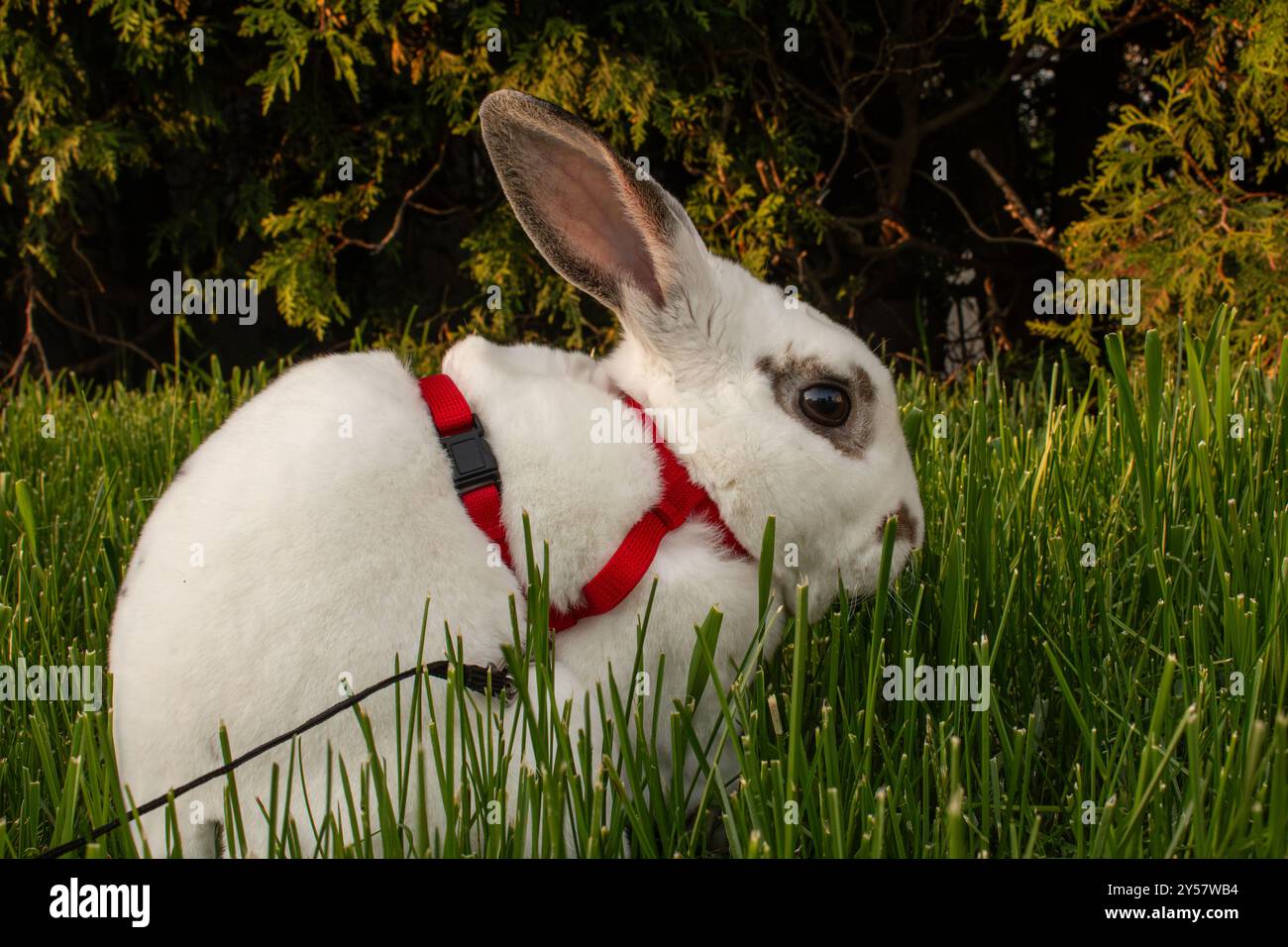 Vector rabbit on white hi-res stock photography and images - Alamy