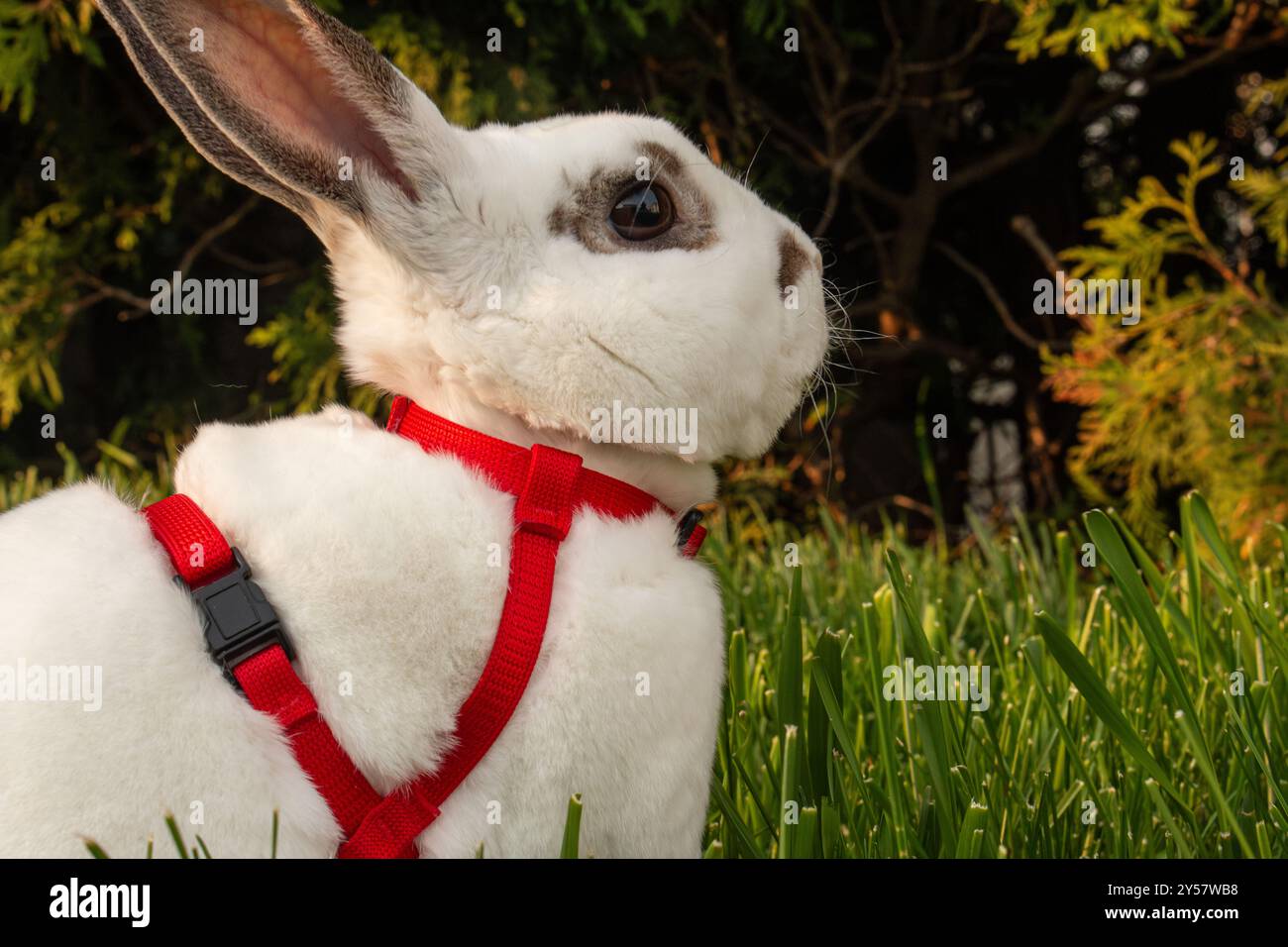White rabbit walking on hi-res stock photography and images - Alamy