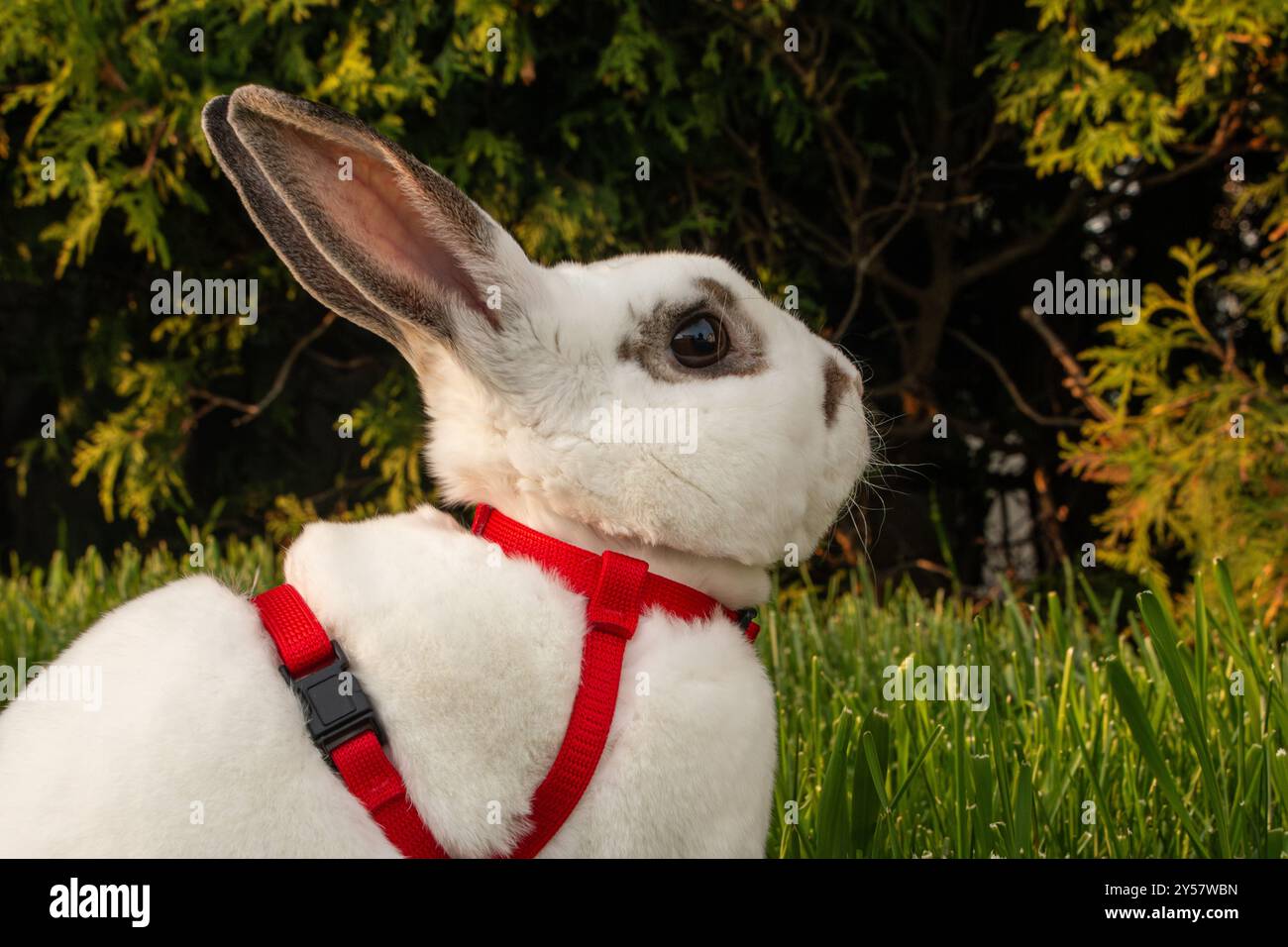 Vector rabbit on white hi-res stock photography and images - Alamy